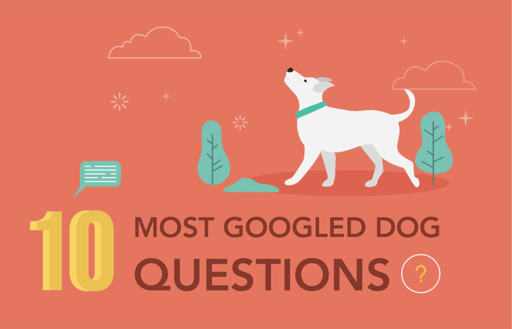 10 Google's Most Searched Dog Questions of 2019